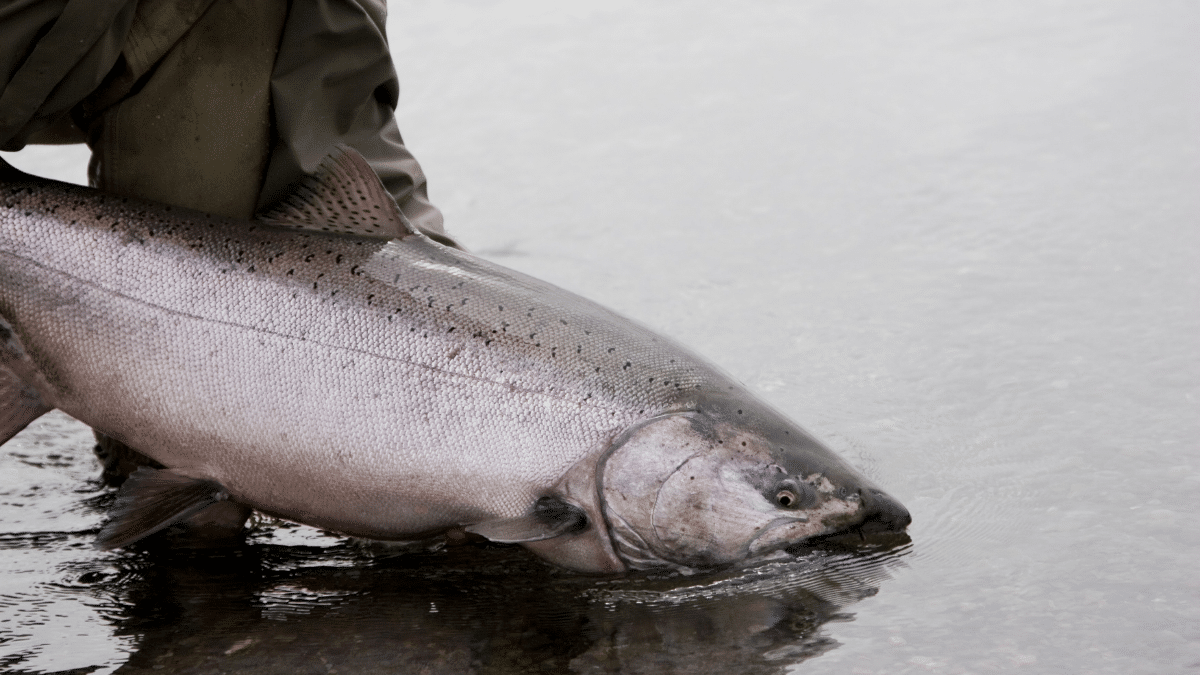 King Salmon Fishing Line Size: What You Really Need!